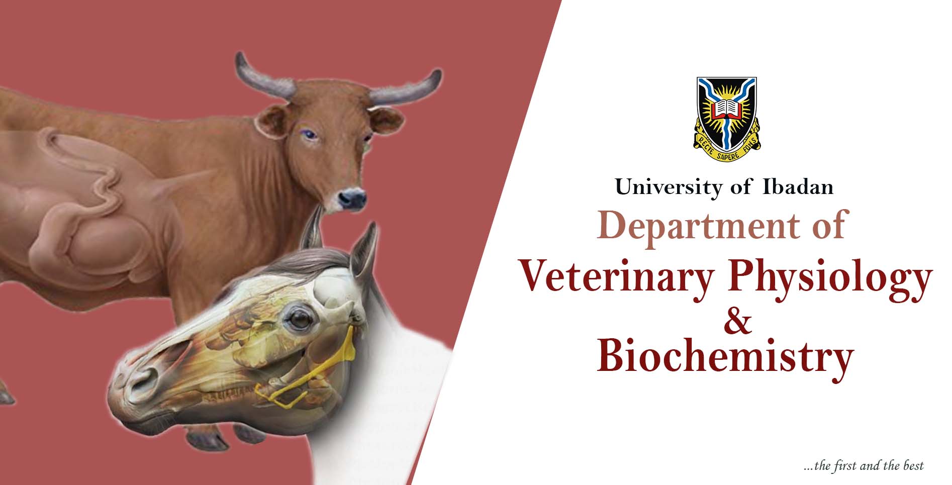 Veterinary Physiology and Biochemistry | FACULTY OF VETERINARY MEDICINE